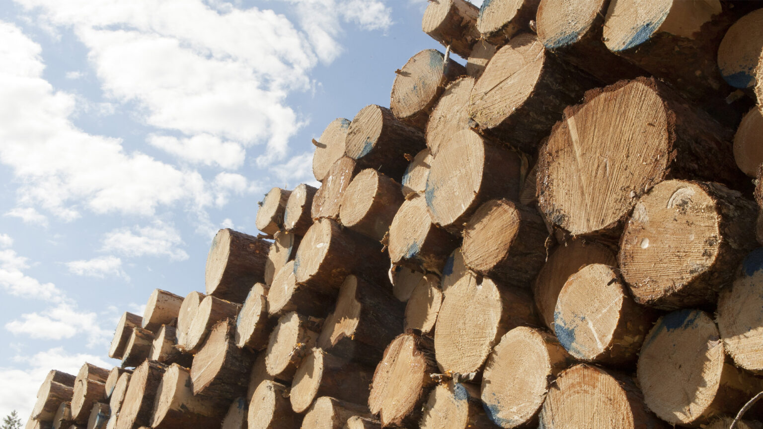 La madera certificada en la construcción de edificios sostenibles